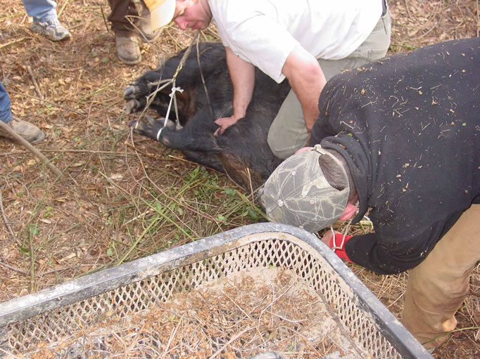 Mississippi Hog Hunt, February 2005 - Chuck Niquette's Hunting and ...